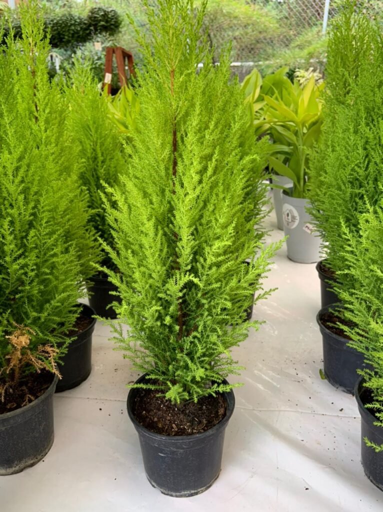 Tuia limão - Raposo Garden Center