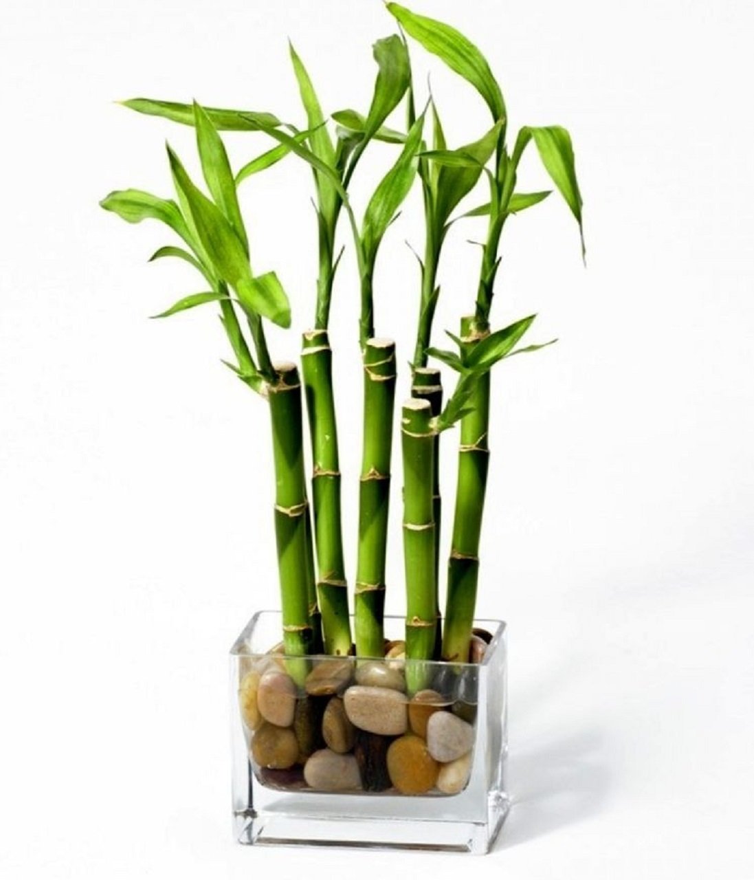 Bambu Da Sorte Chines - Raposo Garden Center